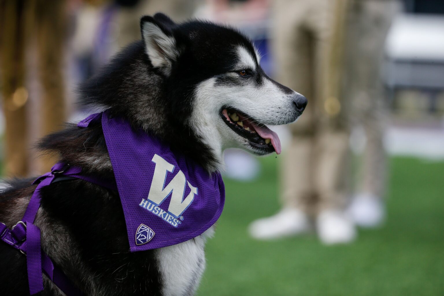 History of the Washington Huskies Mascot | College Sports Network