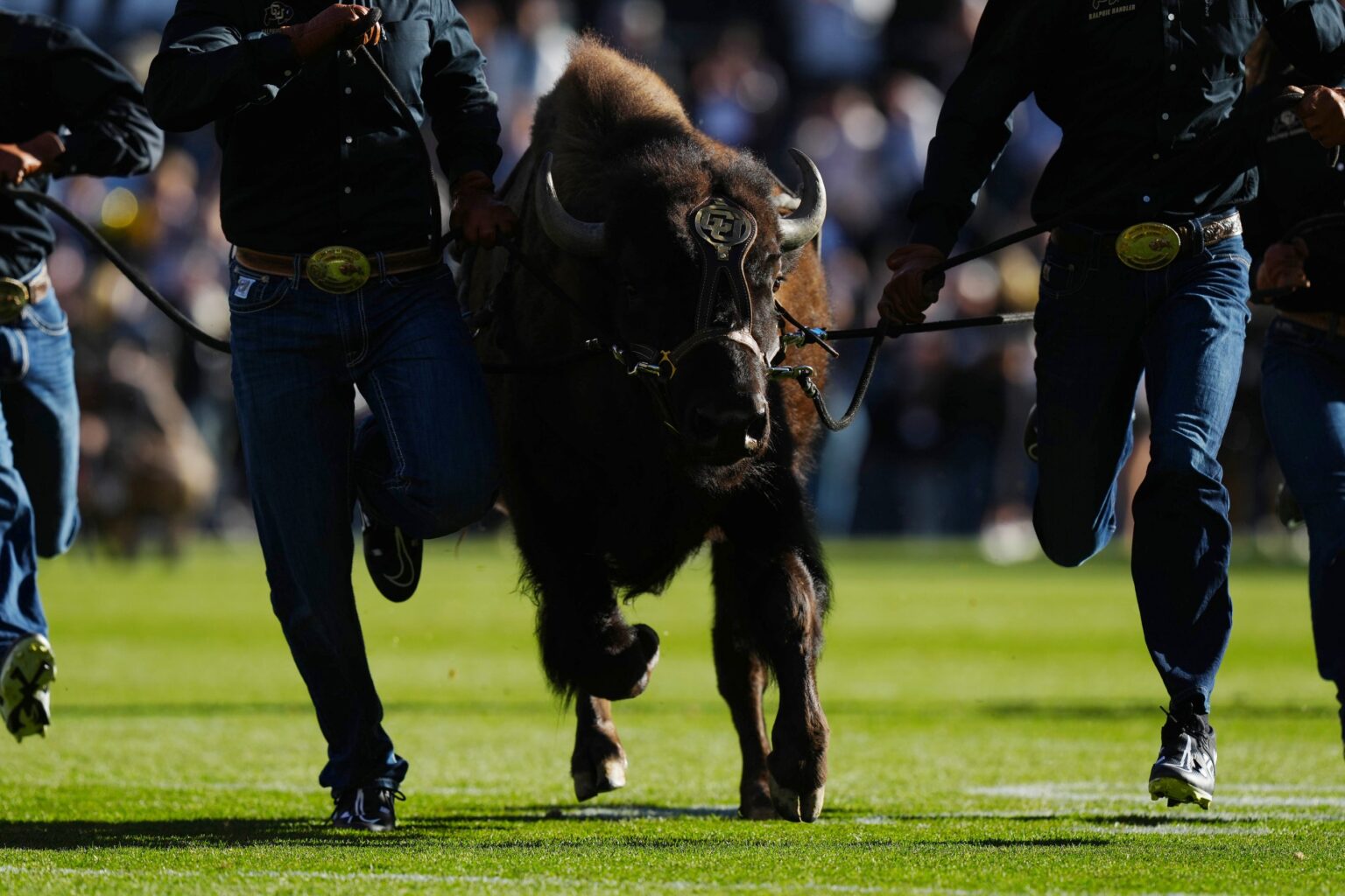 History of the Colorado Buffaloes Mascot | College Sports Network